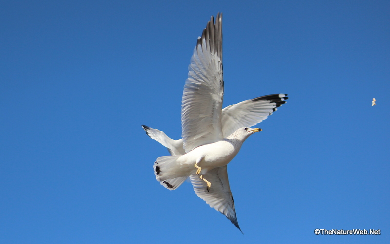Ring-billed Gull