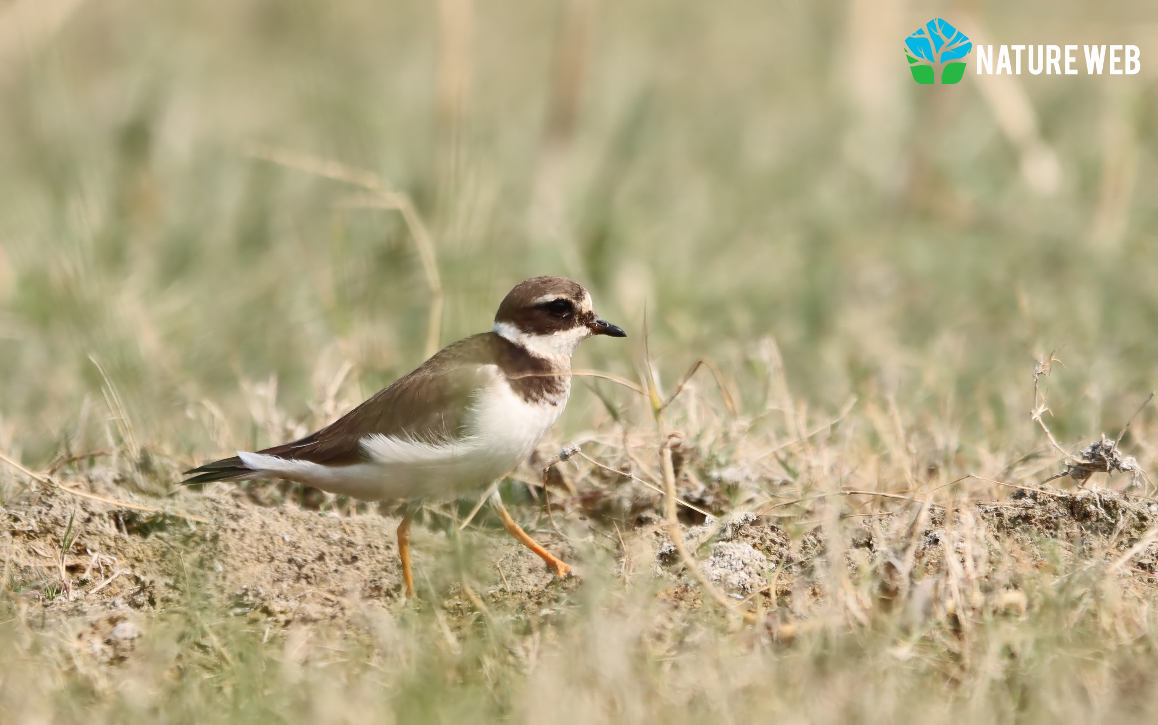 Ringed Plover