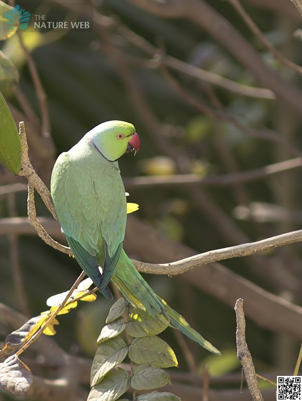 Rose-ringed Parakeet