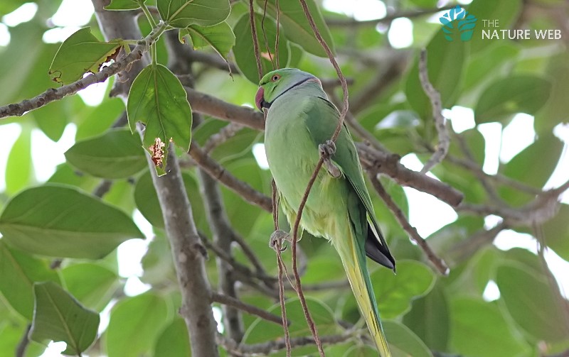 Rose-ringed Parakeet
