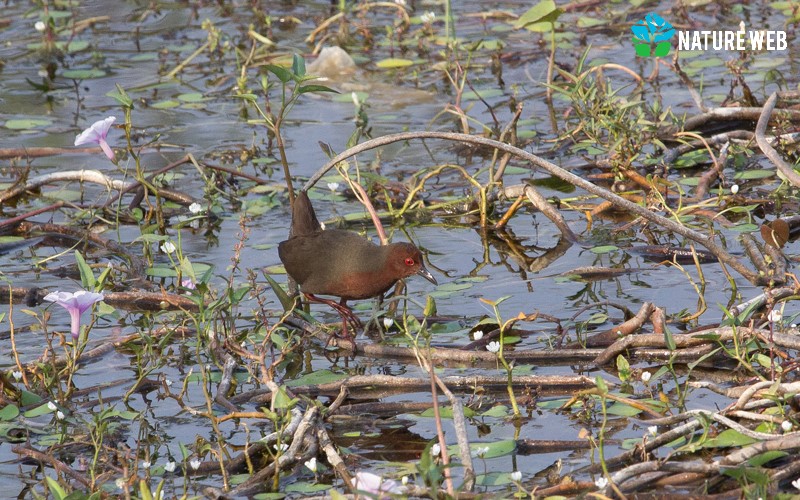 Andaman Crake