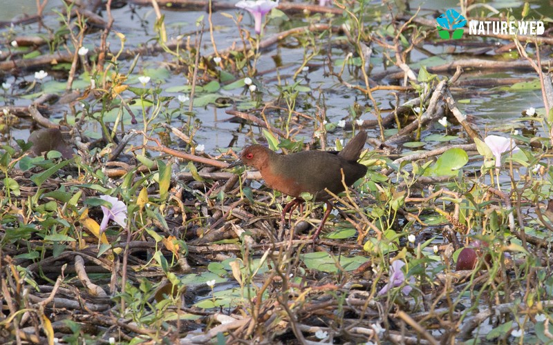Ruddy-breasted Crake