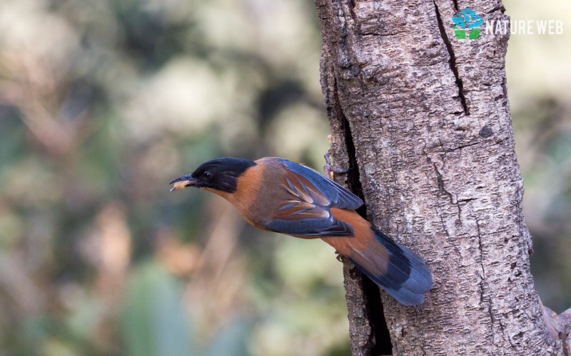Rufous Sibia