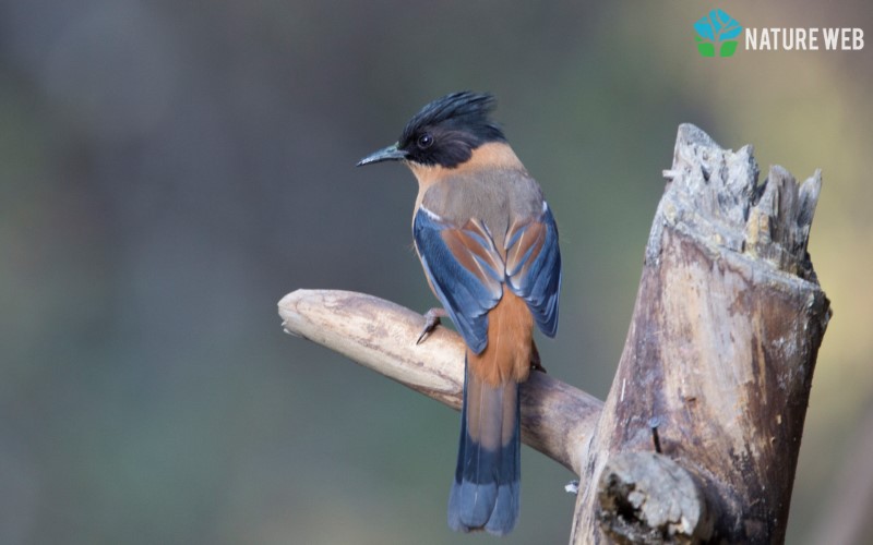 Rufous Sibia