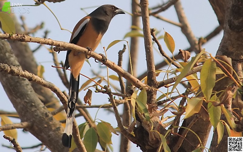 Rufous Treepie