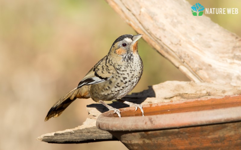 Rufous-vented Laughingthrush