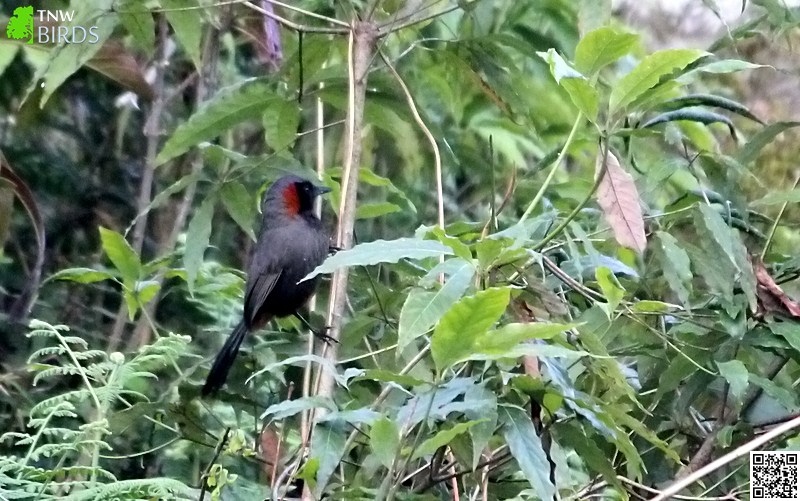 Moustached Laughingthrush