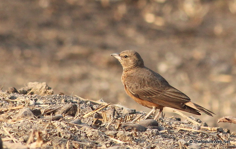 Rufous-tailed Lark