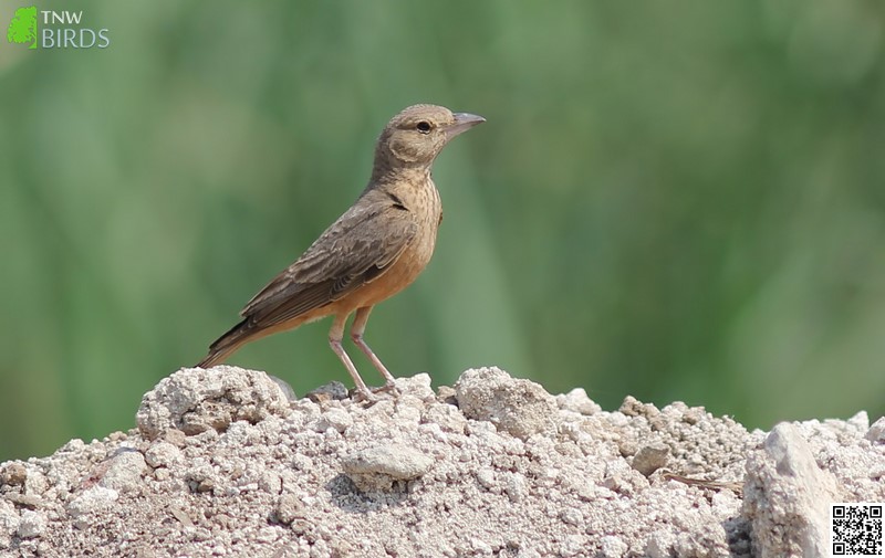 Rufous-tailed Lark