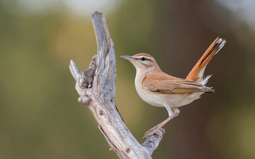 Rufous-tailed Scrub-robin