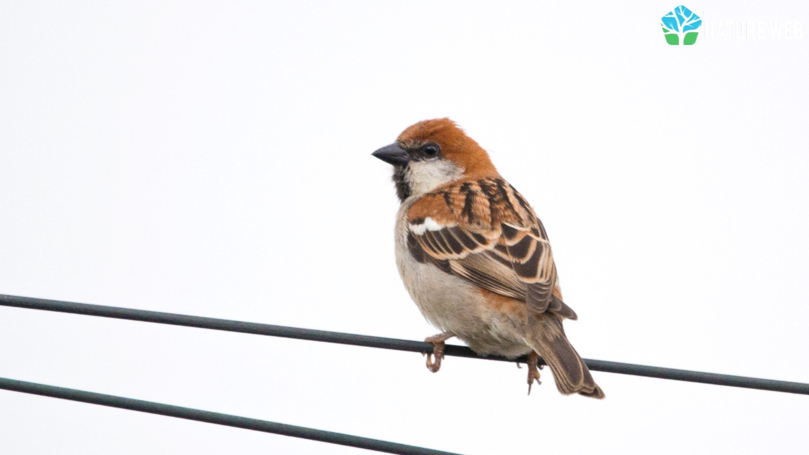 Russet Sparrow