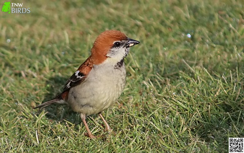 Birds of Indian Subcontinent - Russet Sparrow