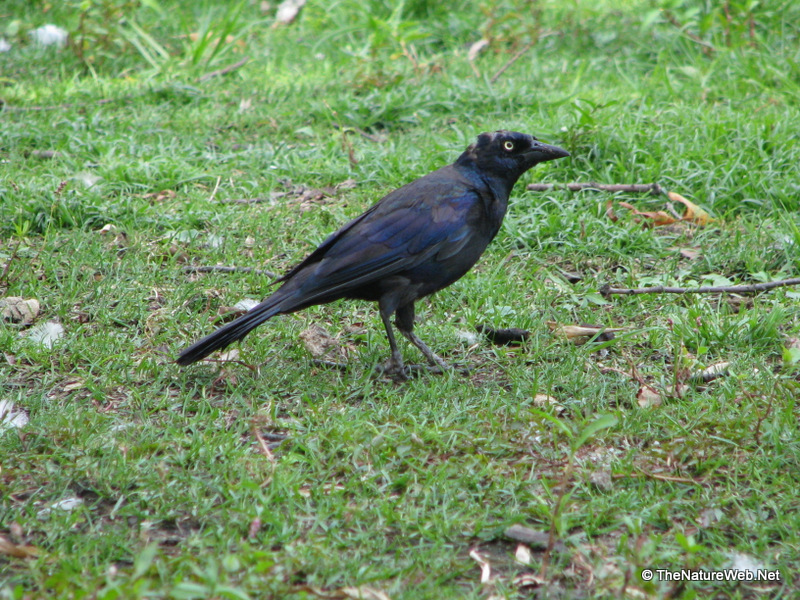 Rusty Blackbird