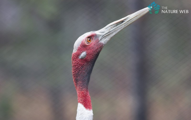 Sarus Crane