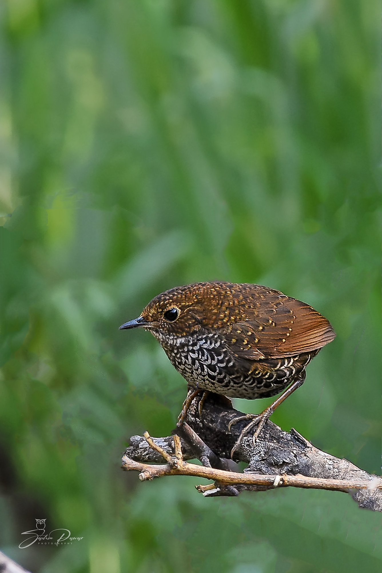 Scaly-breasted Wren-babbler