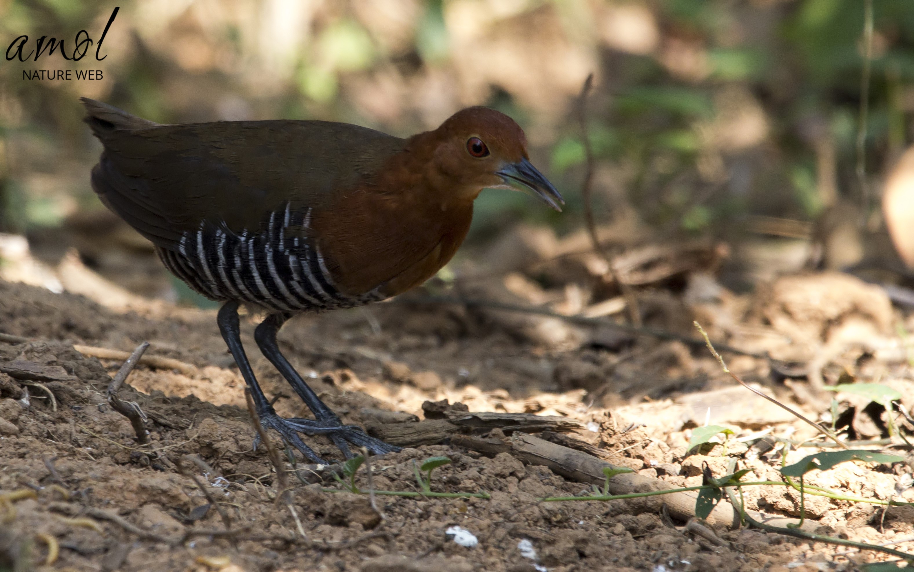 Slaty-legged Crake