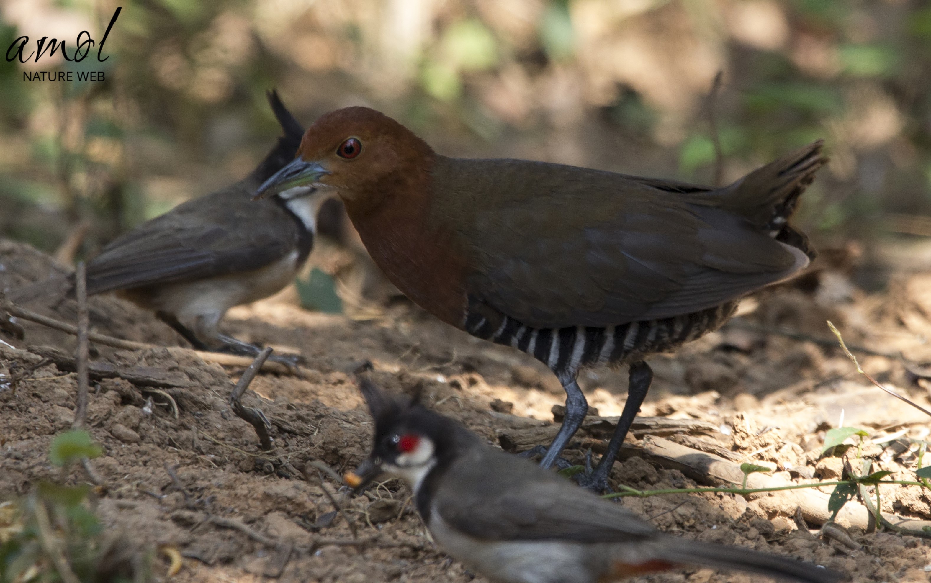 Slaty-legged Crake