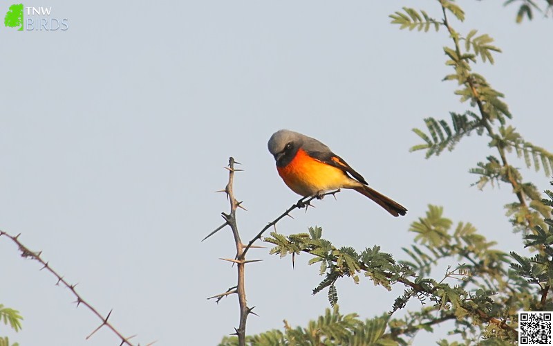 Small Minivet