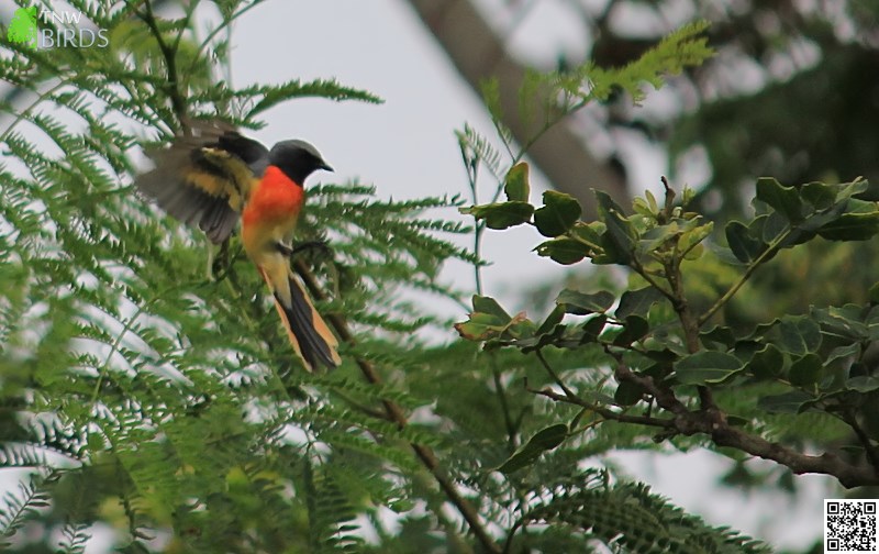 Small Minivet
