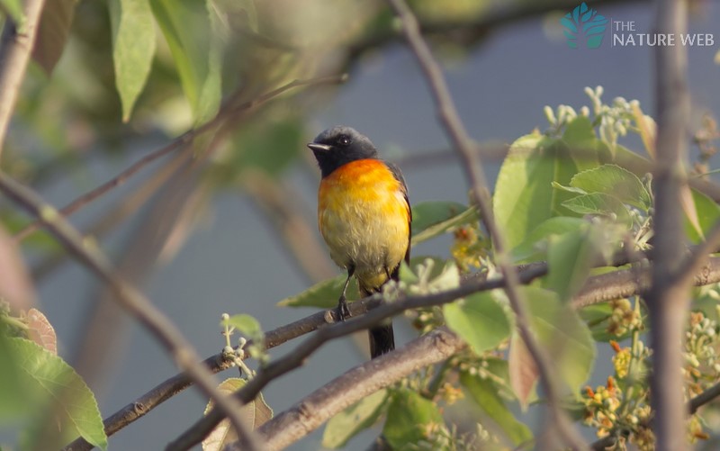 Short-billed Minivet