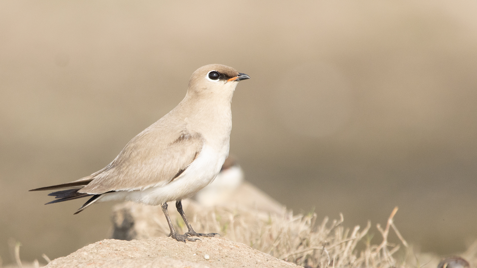 Small Pratincole