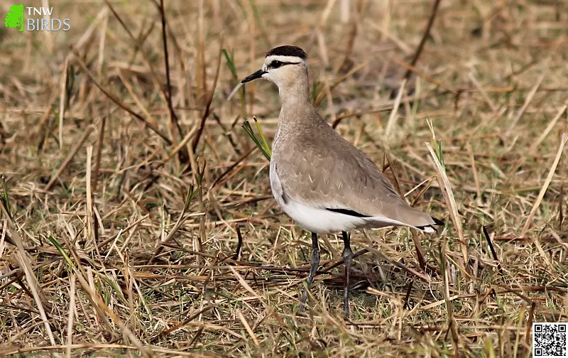 Sociable Lapwing