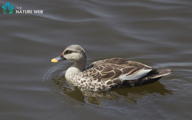 Spot-billed Duck