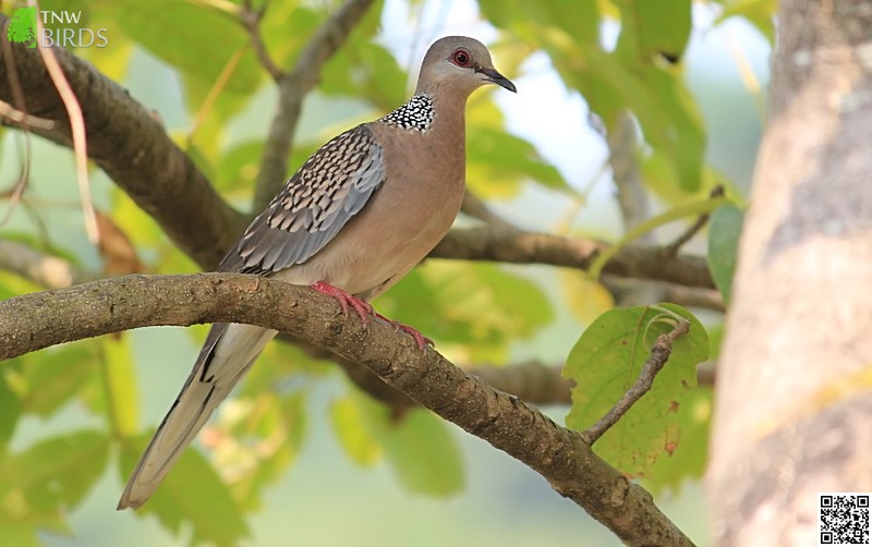 Birds of Indian Subcontinent - Spotted Dove