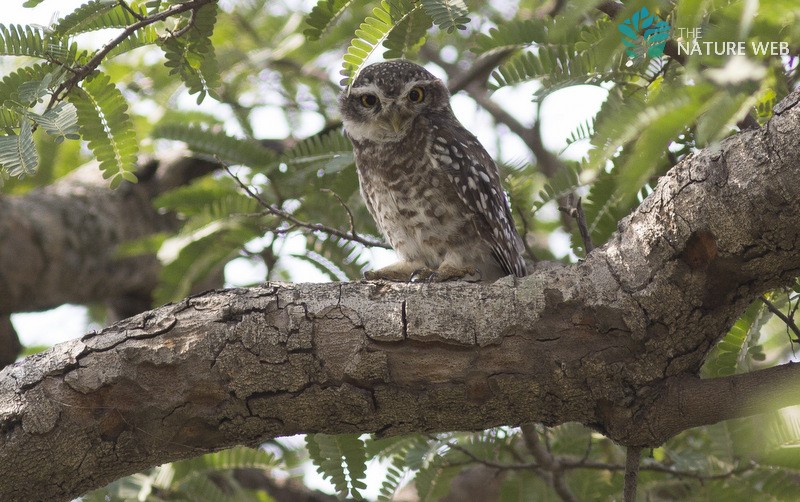 Spotted Owlet