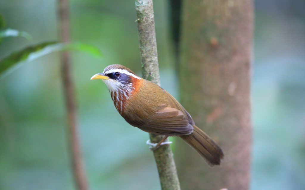 Indian Scimitar Babbler