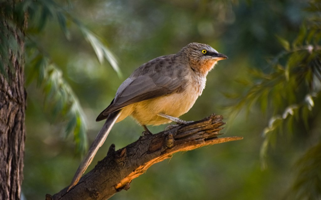 Striated Babbler