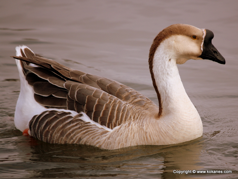 Birds of Indian Subcontinent - Swan Goose