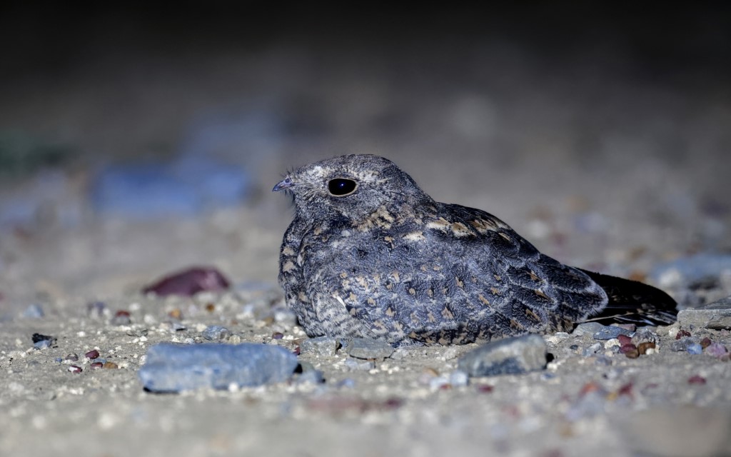 Indian Nightjar