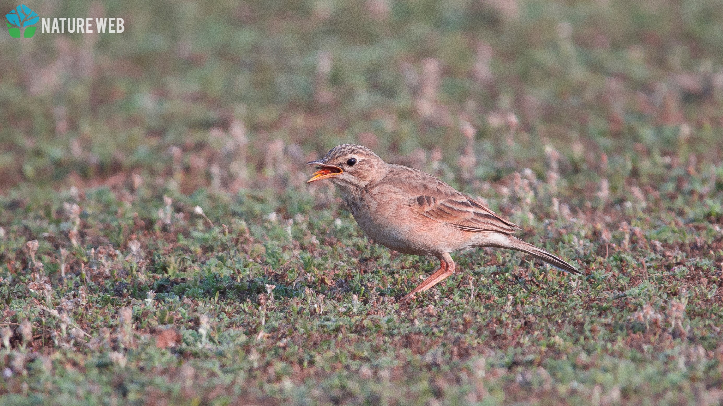 Birds of Indian Subcontinent - Tawny Pipit