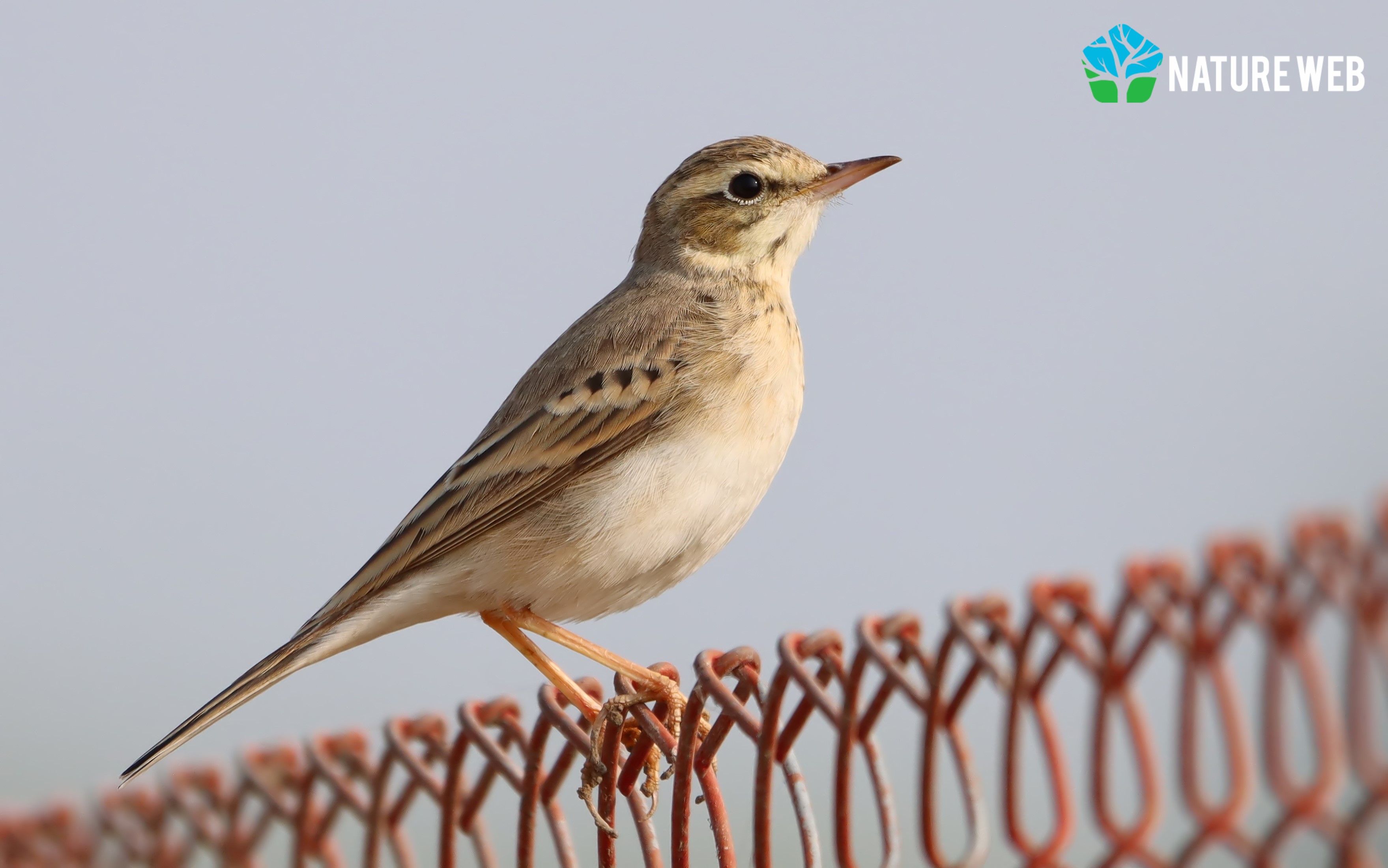 Birds of Indian Subcontinent - Tawny Pipit
