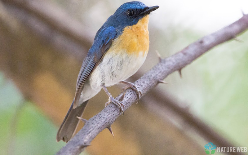 Tickell's Blue Flycatcher