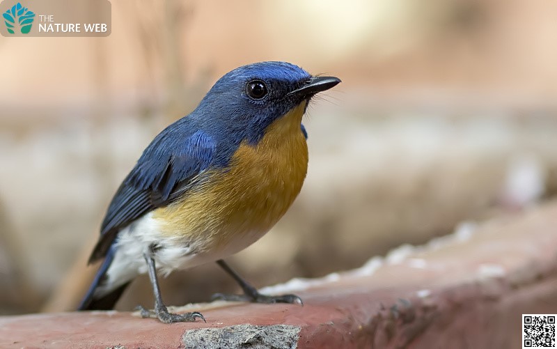 Tickell's Blue Flycatcher