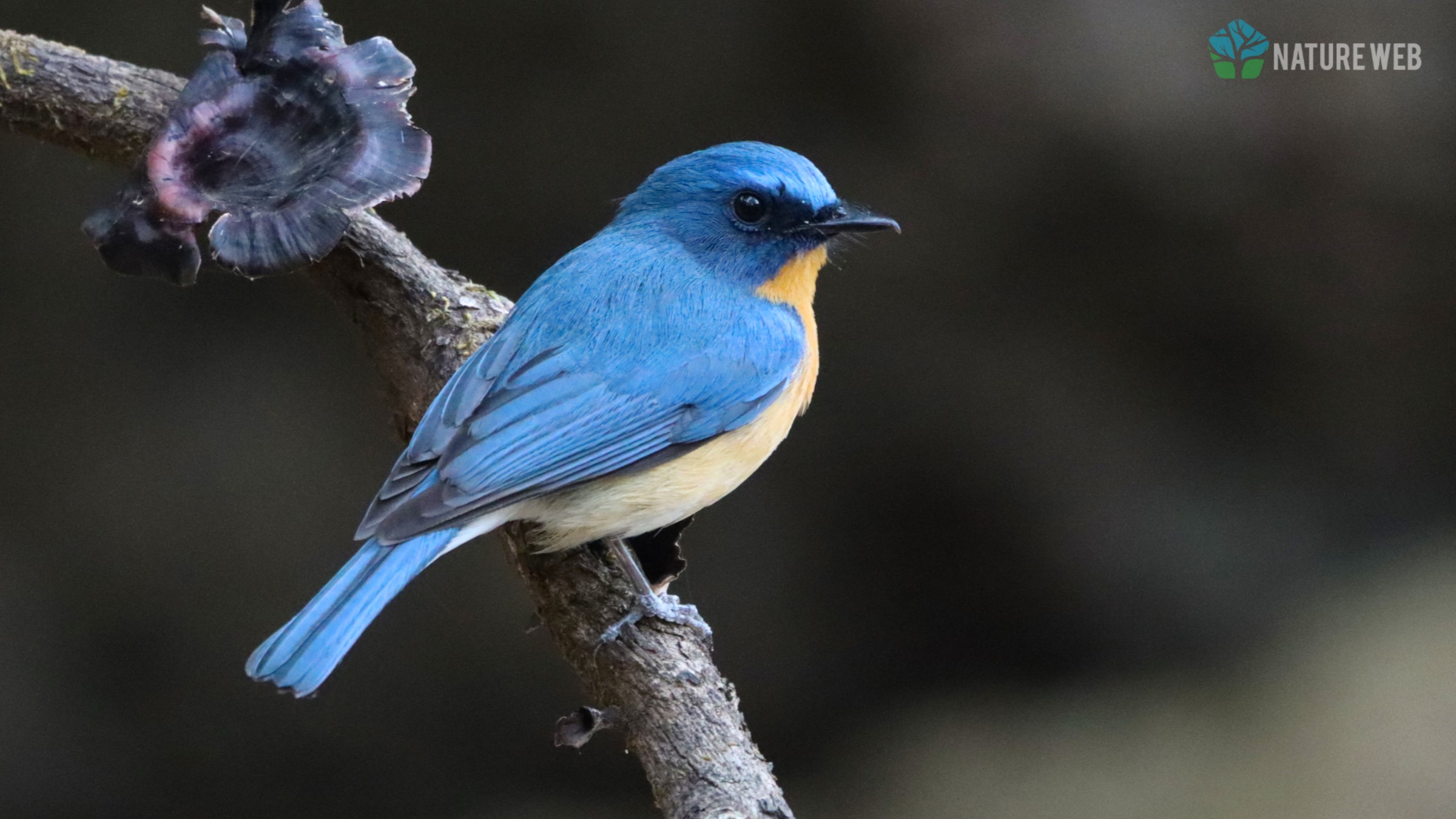 Tickell's Blue Flycatcher