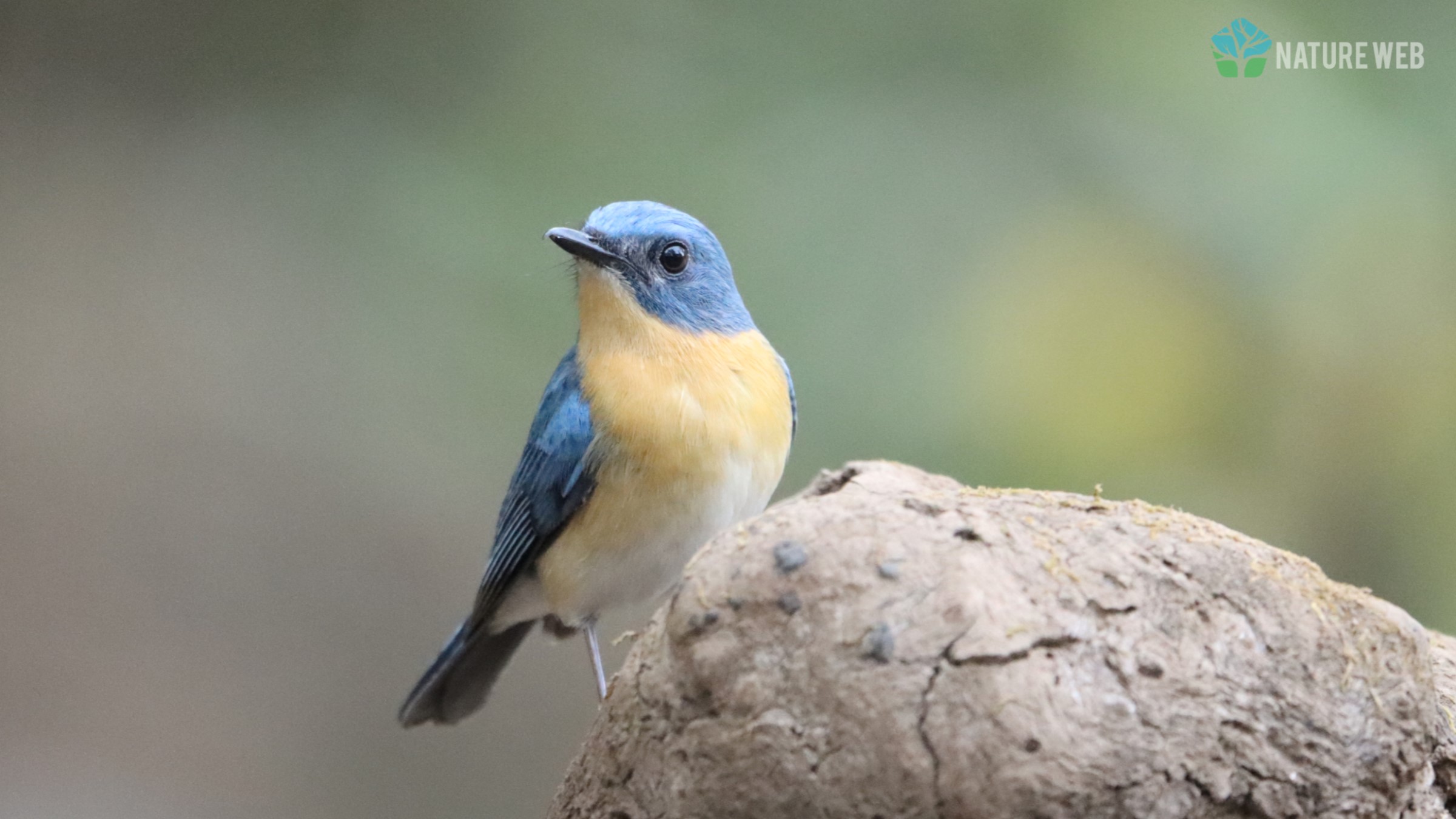 Tickell's Blue Flycatcher