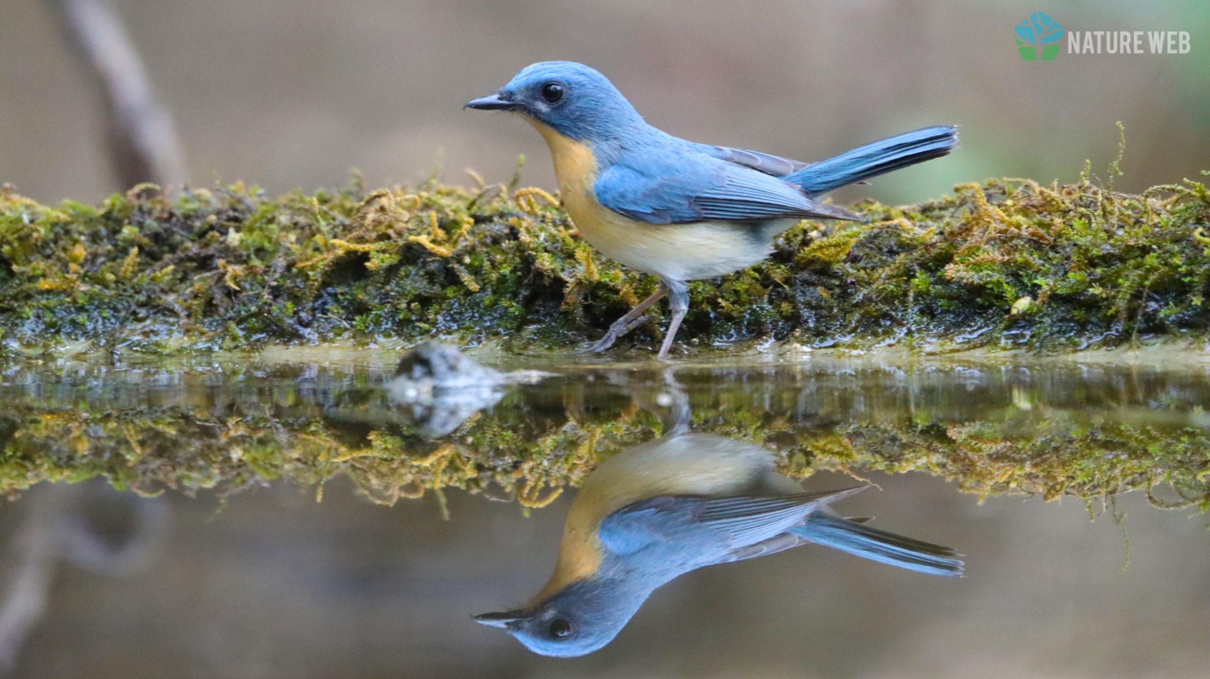 Tickell's Blue Flycatcher