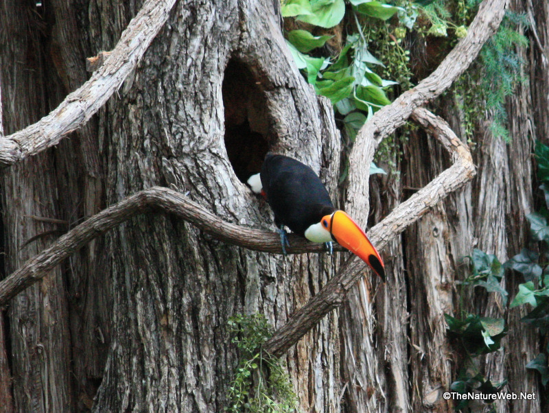 Toco Toucan