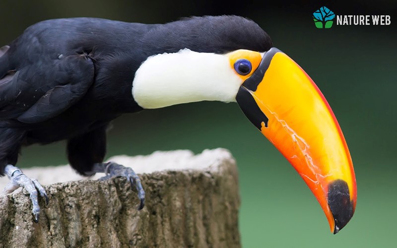 Toco Toucan