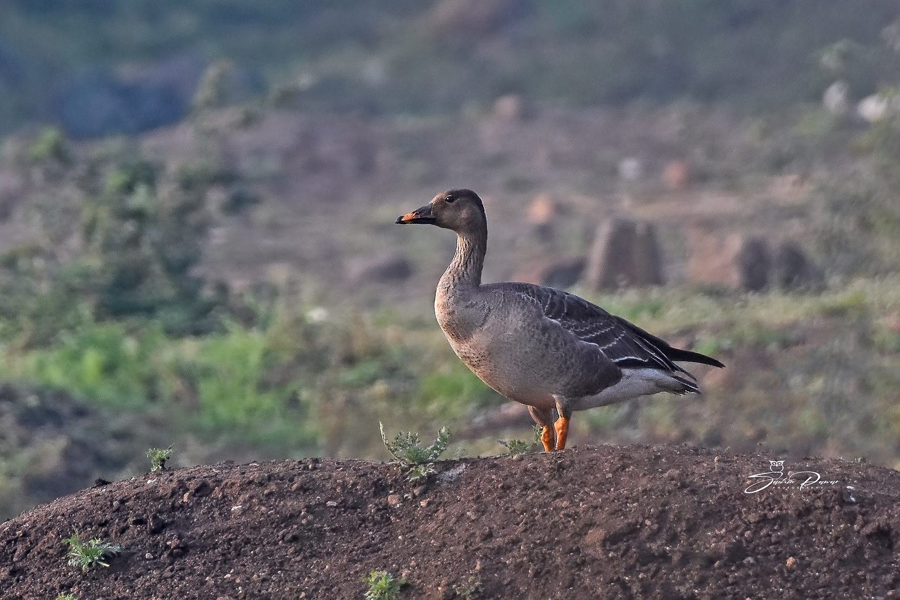 Tundra Bean Goose