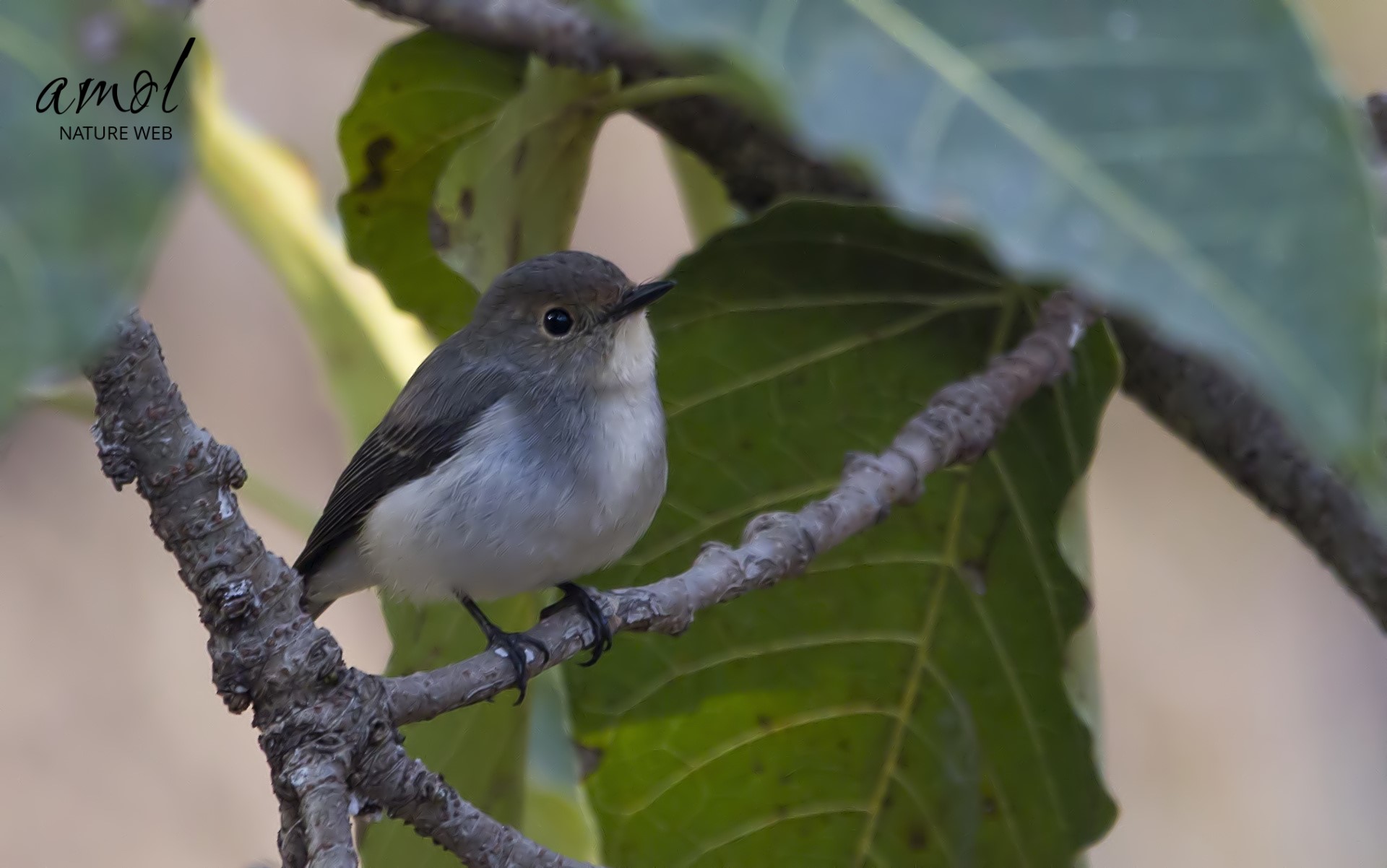 Ultramarine Flycatcher