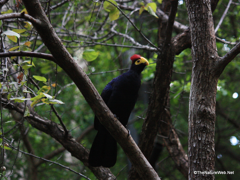 Violet Turaco