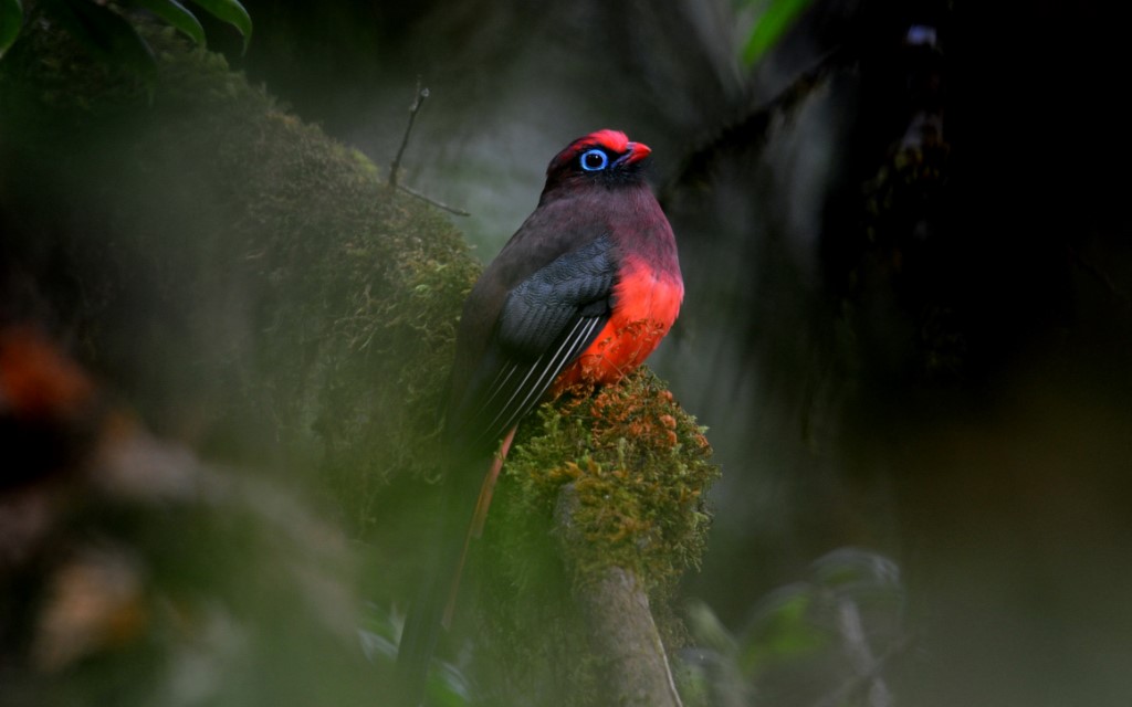 Ward's Trogon