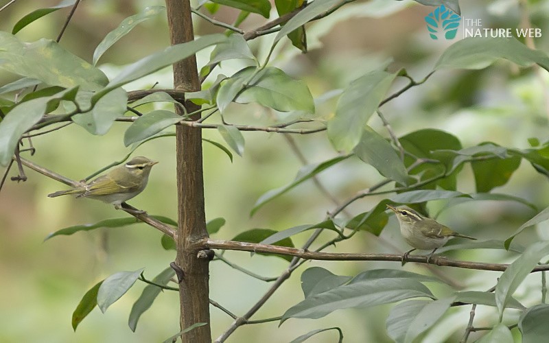 Western-crowned Warbler
