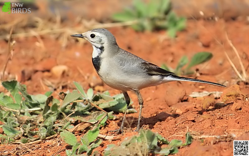 Assamese Bird Names