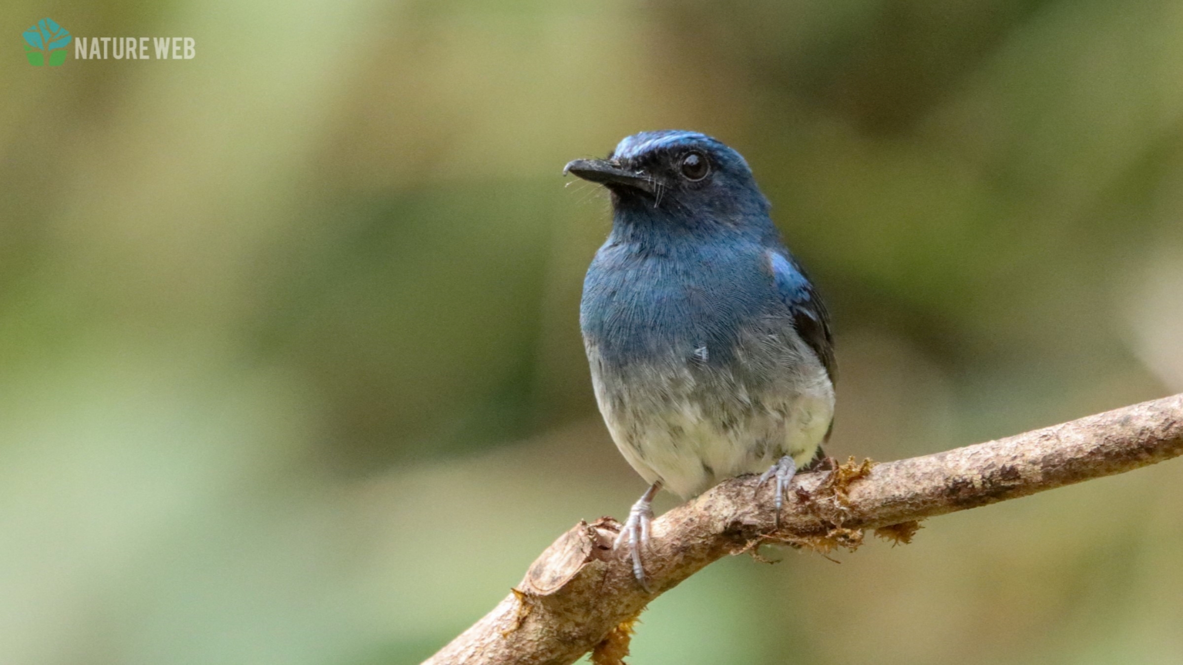White-bellied Blue Flycatcher