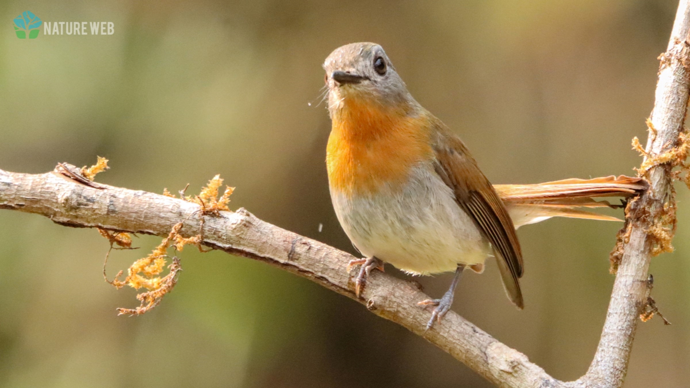 White-bellied Blue Flycatcher